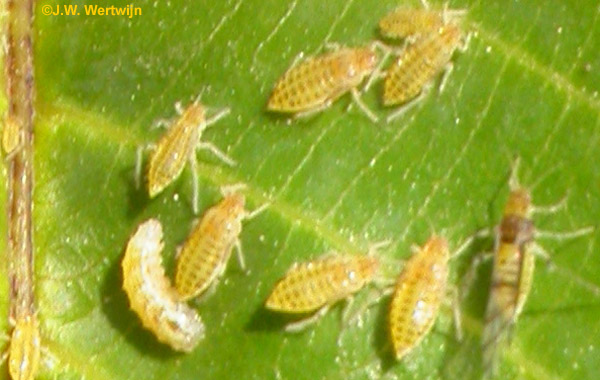 Aceria-soorten - plantengallen digitaal herbarium