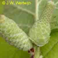 Contarinia plantengallen digitaal herbarium