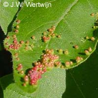 Wat is een gal - plantengallen digitaal herbarium